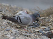 Hill Pigeon (Columba rupestris). Birds of Siberia.